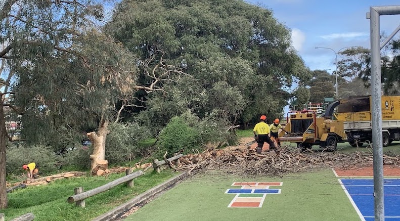 Tree Lopping Services | Jim's Trees