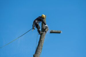 Tree Stump Poisoning - Jim's Trees