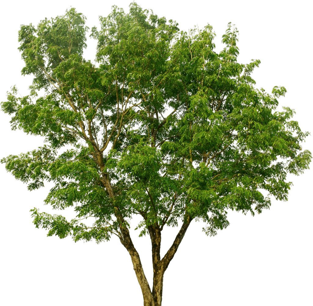 Tree Removal Services | Jim's Trees