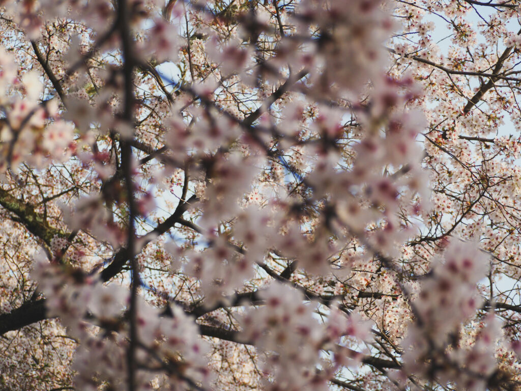The Best 6 Trees to Plant During Spring in Australia | Jim's Trees