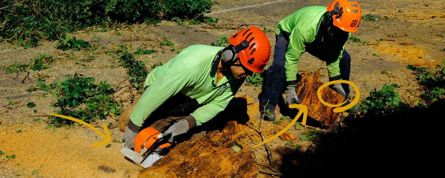 Tree Pruning vs Tree Lopping, Is There A Difference? | Jims Tree Removal